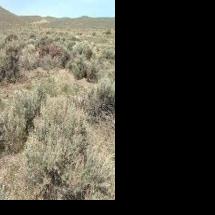 Sagebrush Pollen Causes Allergies this Fall | | 2news.com
