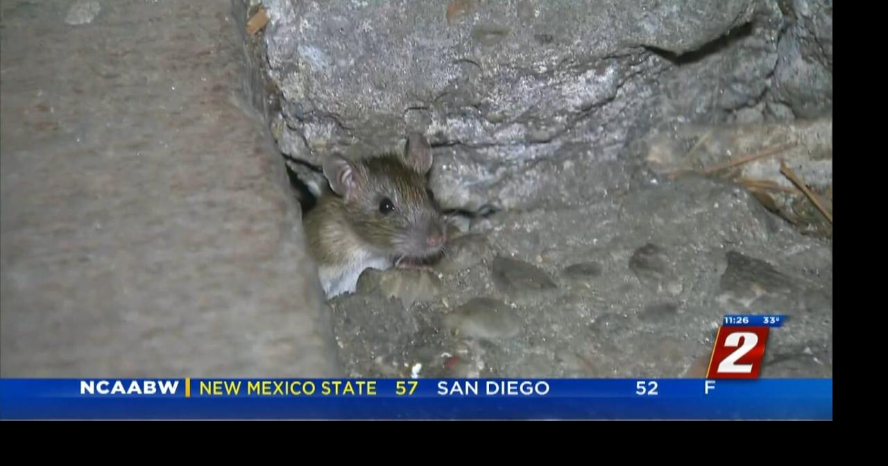 New York City Seeking A Rat Czar | News | 2news.com