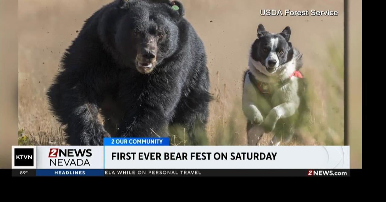 First ever Bear Fest being held on Saturday | California News | 2news.com