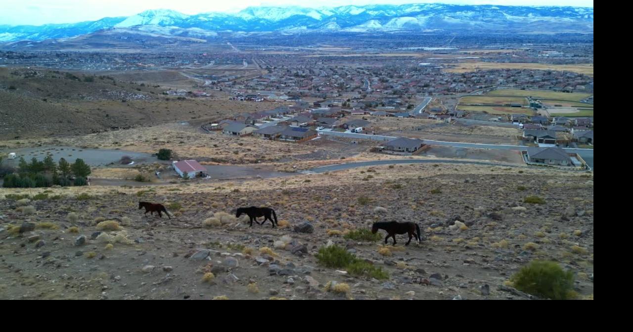 Damonte Ranch Wild Horse Sunset | Adventures With Jeff | 2news.com