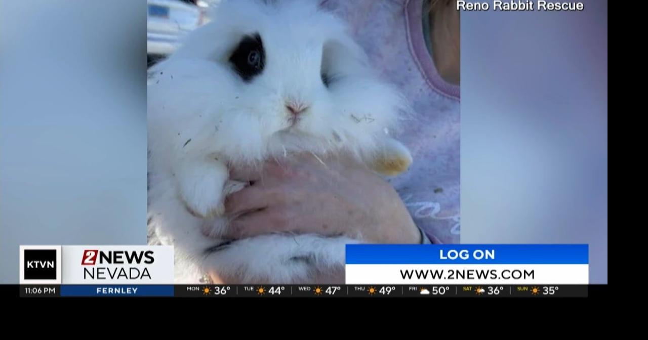 Reno Rabbit Rescue finds dumped rabbits; working on rehoming | Videos ...