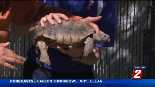 "Desert Tortoise Week" raises awareness of state reptile | News | 2news.com