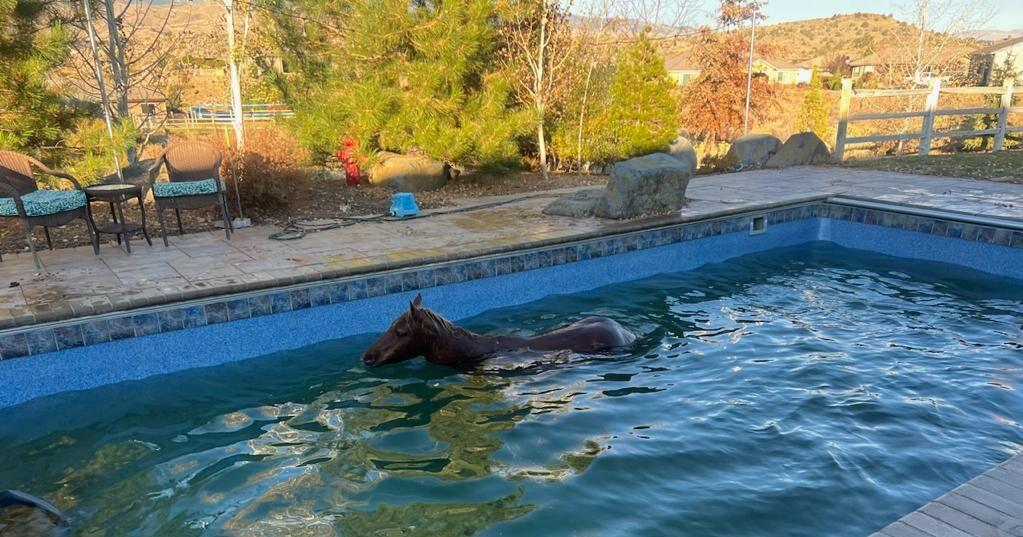 Wild Mustang Rescued from Swimming Pool | News | 2news.com