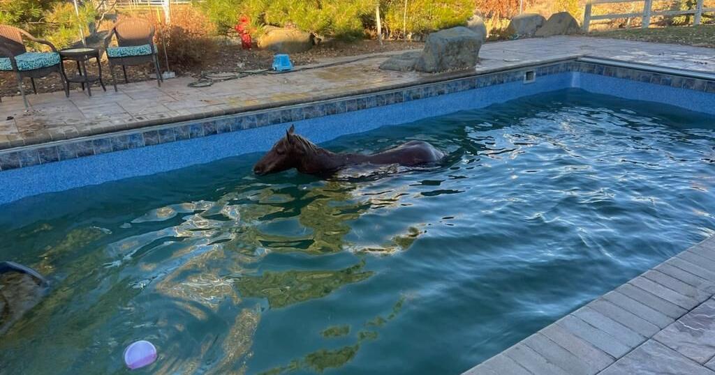 Wild Mustang Rescued from Swimming Pool | News | 2news.com