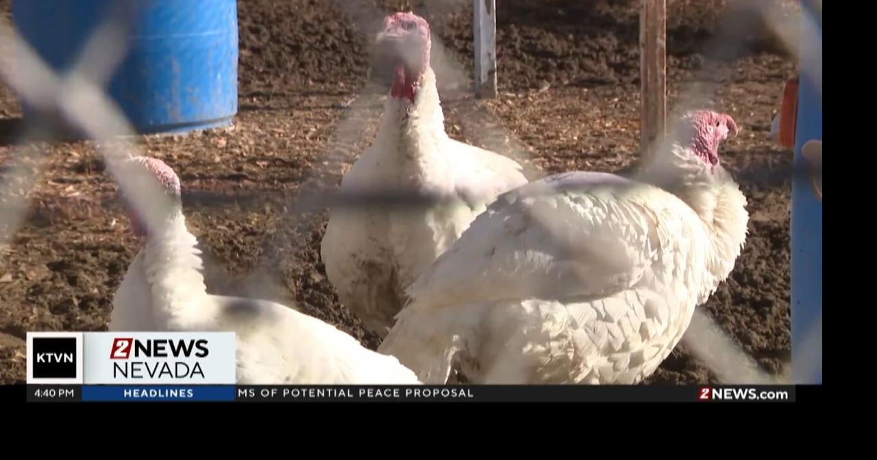 Smith Valley students prepare turkeys for Thanksgiving | Local News ...