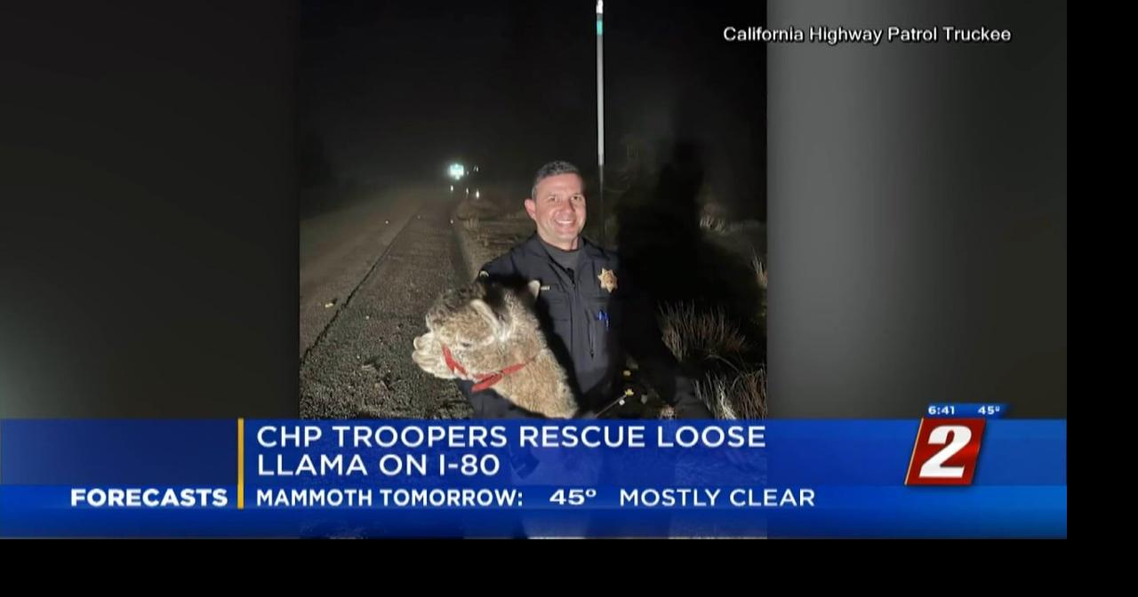 CHP Troopers Rescue Loose Llama on I-80 | California News | 2news.com