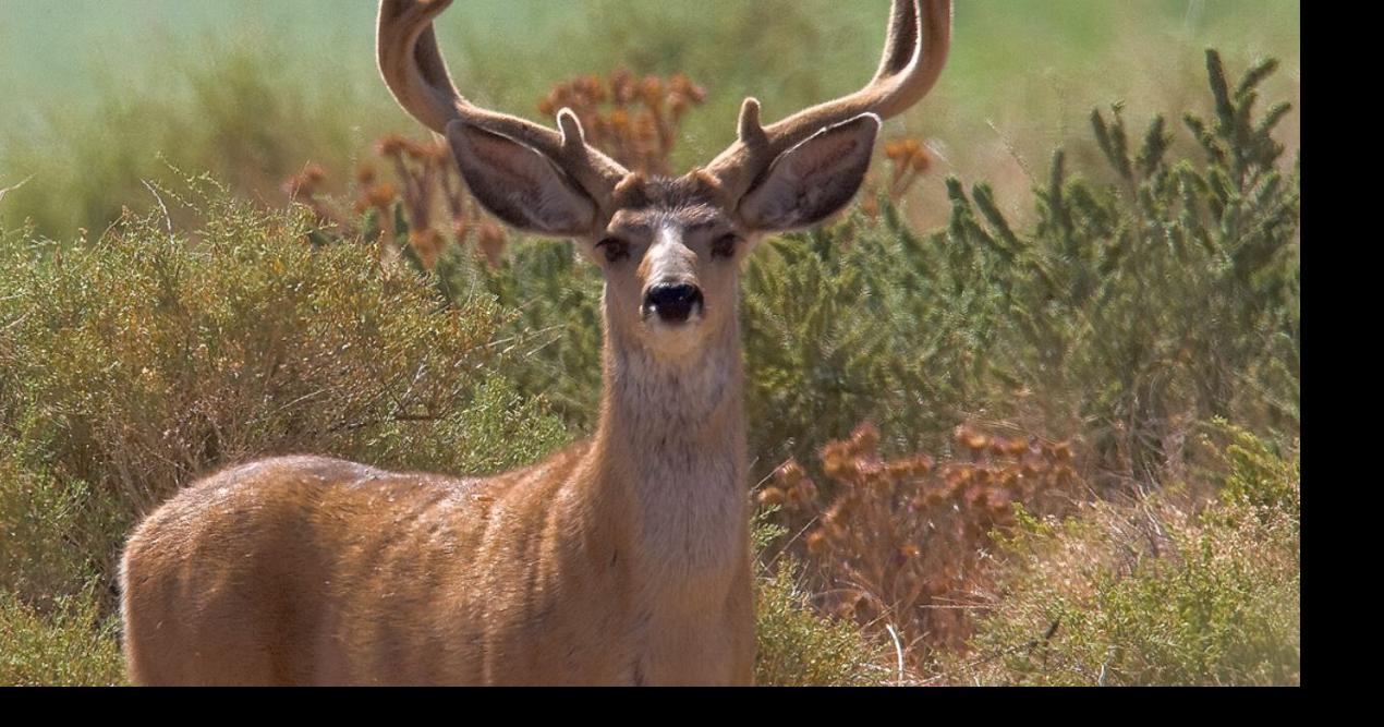 Quarantine order issued in western Nevada to prevent spread of Chronic ...