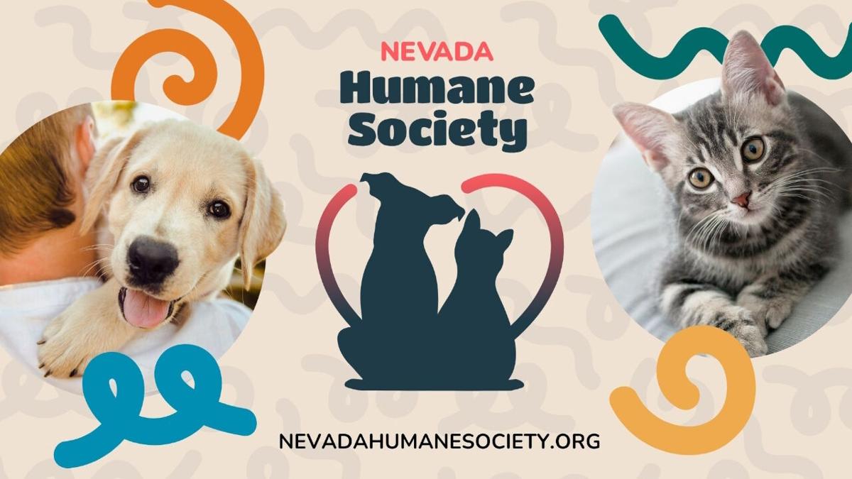 Nevada Humane Society holding free adoption event for big dogs | Local ...