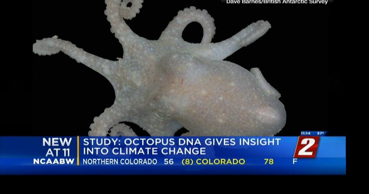 Octopus DNA and Climate Change | News | 2news.com