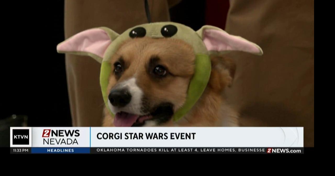 Corgis Wear Star Wars Outfits | Videos | 2news.com