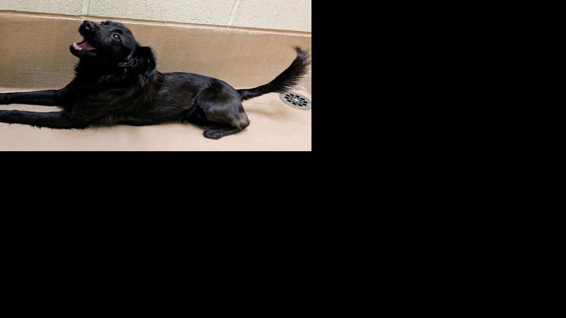 Washoe County Regional Animal Services locates animal cruelty suspect ...