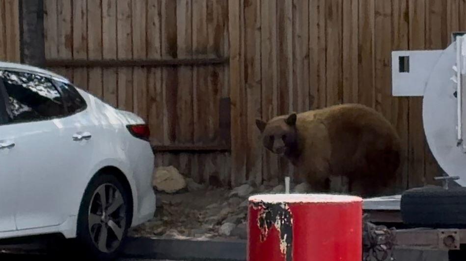 Bear captured near downtown Reno released back into wild | Local News ...