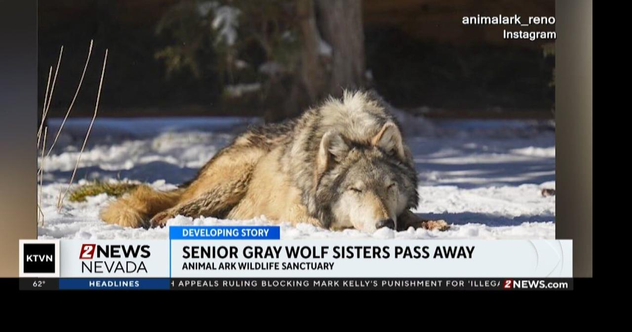 Two senior gray wolves have passed away at Animal Ark Wildlife ...