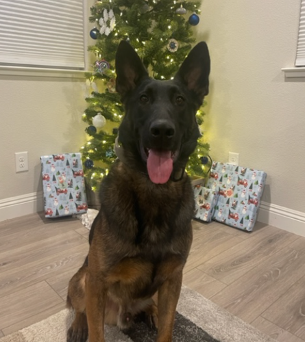 Lyon County Sheriff’s Office K9 Ares receives donation of body armor ...