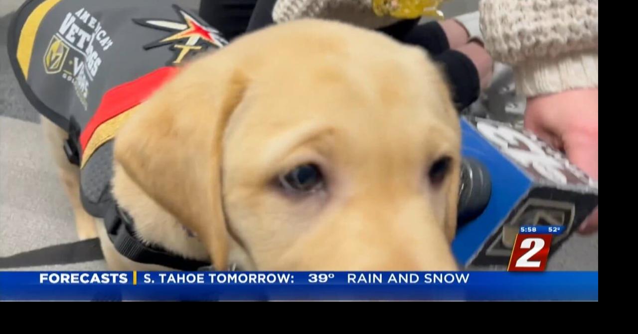 VGK Team Puppy Maverick Makes T Mobile Arena Debut | News | 2news.com