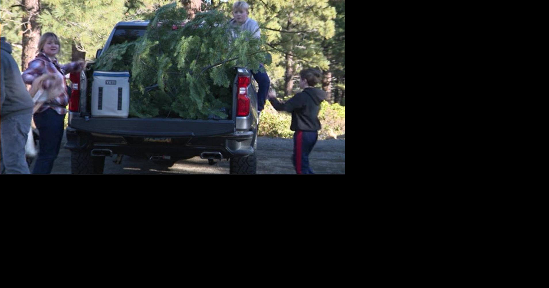 BLM offers free Christmas tree and firewood permits | Politics | 2news.com