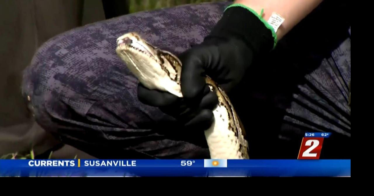 Invasive Species in Florida Everglades | News | 2news.com