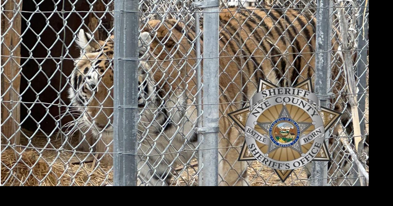 Nye County Sheriff’s Deputies aid in seizure of seven tigers from ...