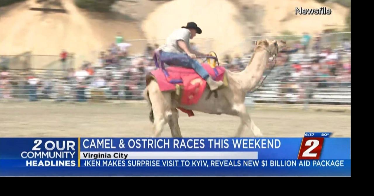 Camel & Ostrich Races this Weekend in Virginia City | News | 2news.com