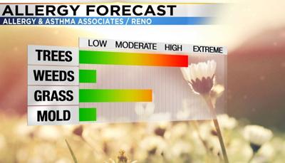 Tree Pollen Remains in High Range; Pine, Juniper Also Contributing to ...