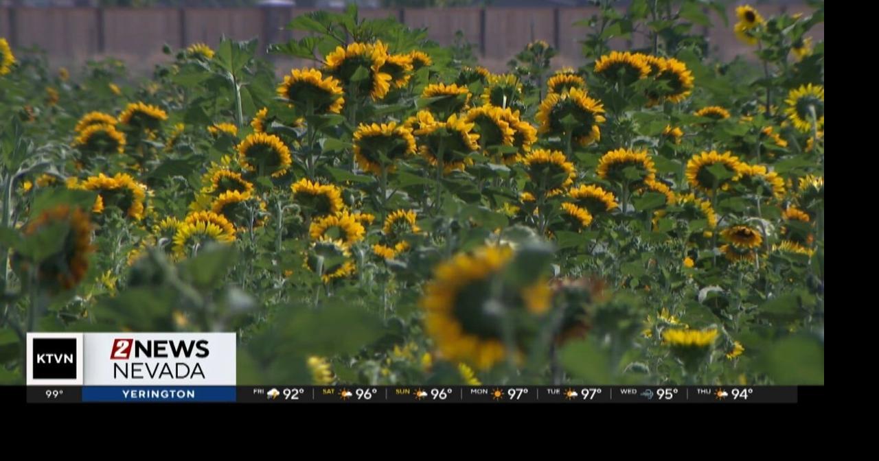 The future of Andelin Family Farm and the start of the Sunflower ...