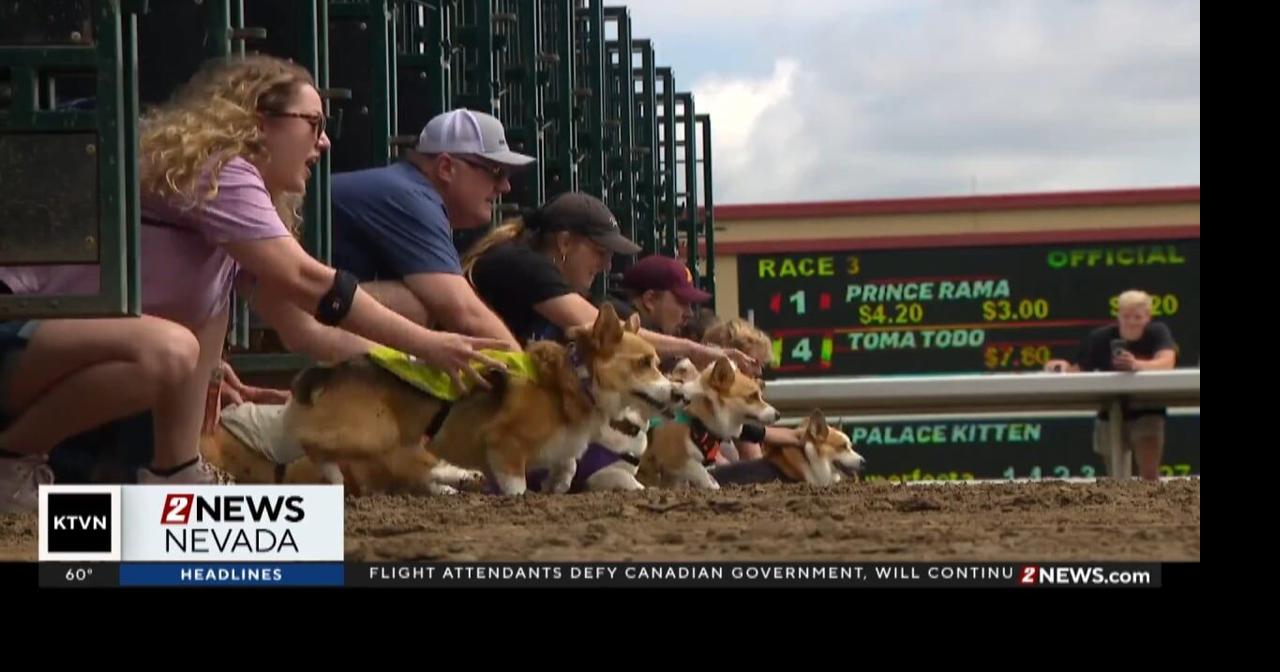 Corgi races in Minnesota | Videos | 2news.com