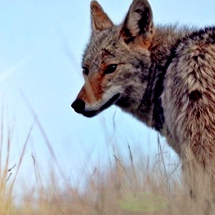 coyote pack attack