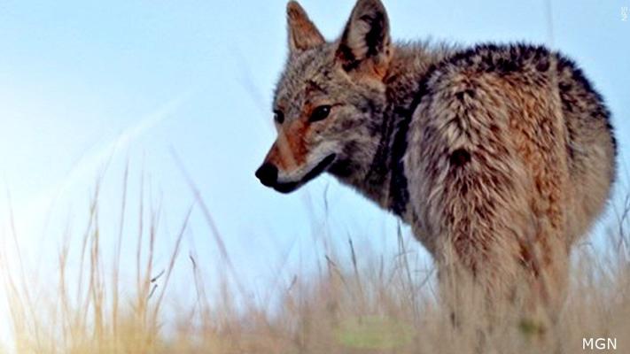 Coyote attacks worker on USA Parkway on Monday | Local News | 2news.com