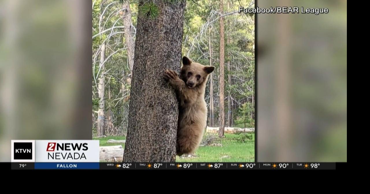 Homeowner Kills Bear Cub in South Lake Tahoe | Videos | 2news.com