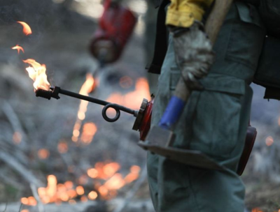 Giant Sequoia Emergency Response Pile Burning to begin in Bearskin ...