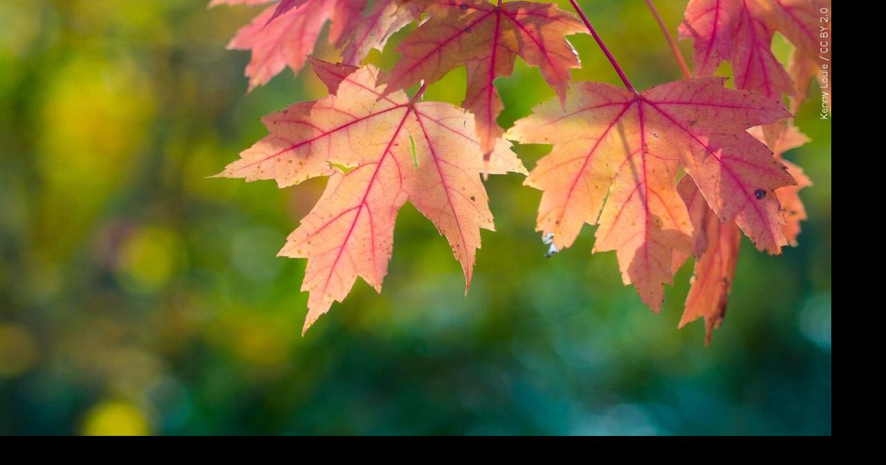 See fall colors in Reno: Tree Expert and Meteorologist explain the ...