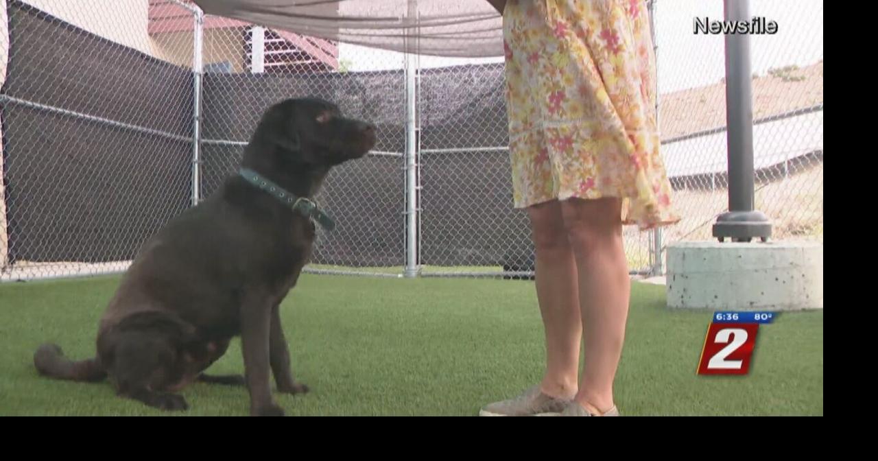 SPCA Camp Registration Opens | Local News | 2news.com