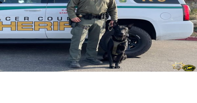 Placer County Sheriff's Office Welcomes Deputy to K-9 Unit | News ...