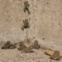 Toad swarm in North Valleys | | 2news.com