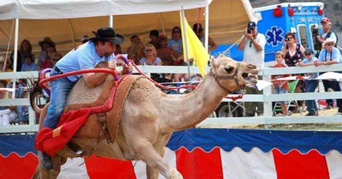 Camel and Ostrich Races return to Virginia City this weekend with ...