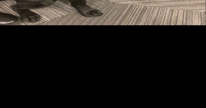 Meet Boston, Reno Fire Department's New Arson Dog | | 2news.com