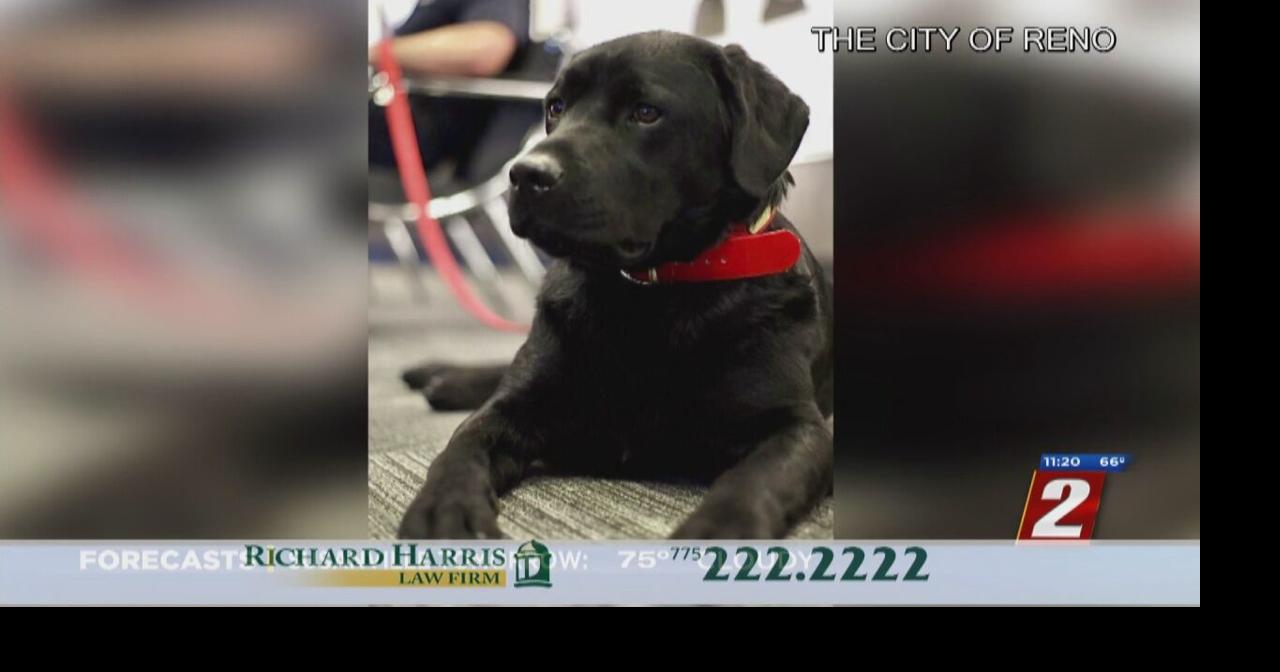 Boston The Arson Dog Celebrates One Year With RFD | Interesting News ...