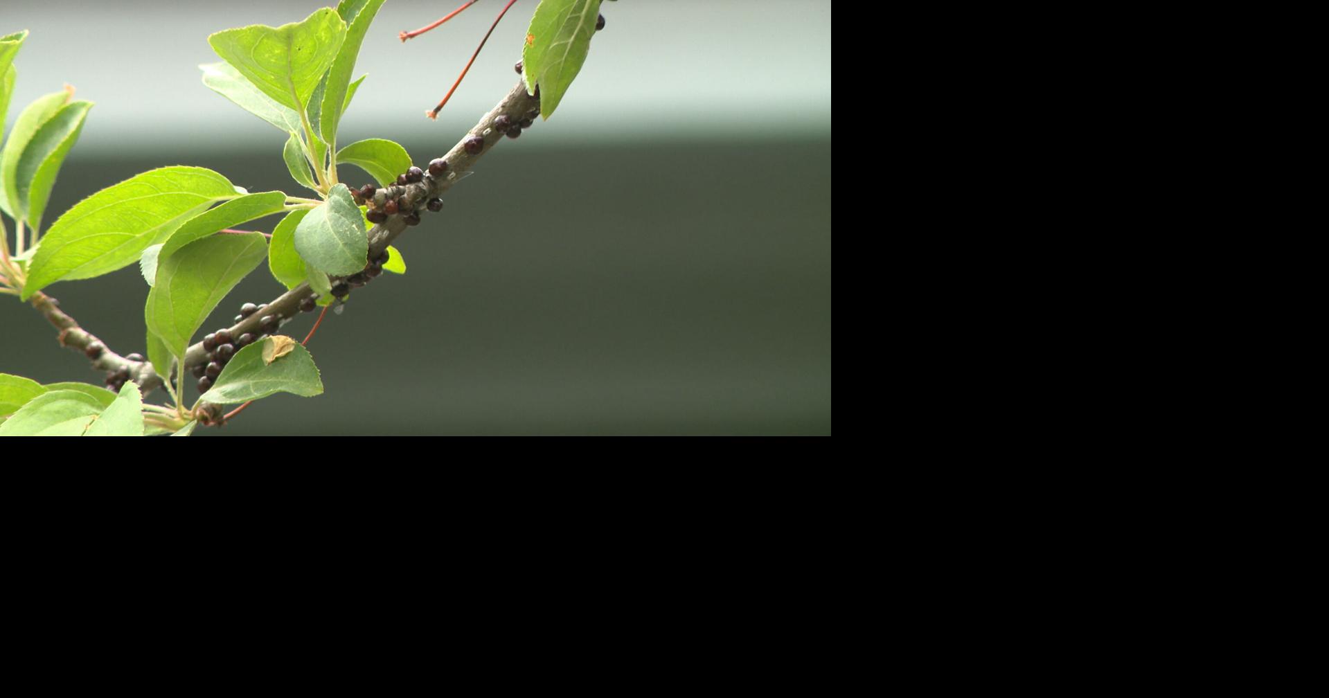 Residents report scales infestation on trees in Old Southwest Reno ...