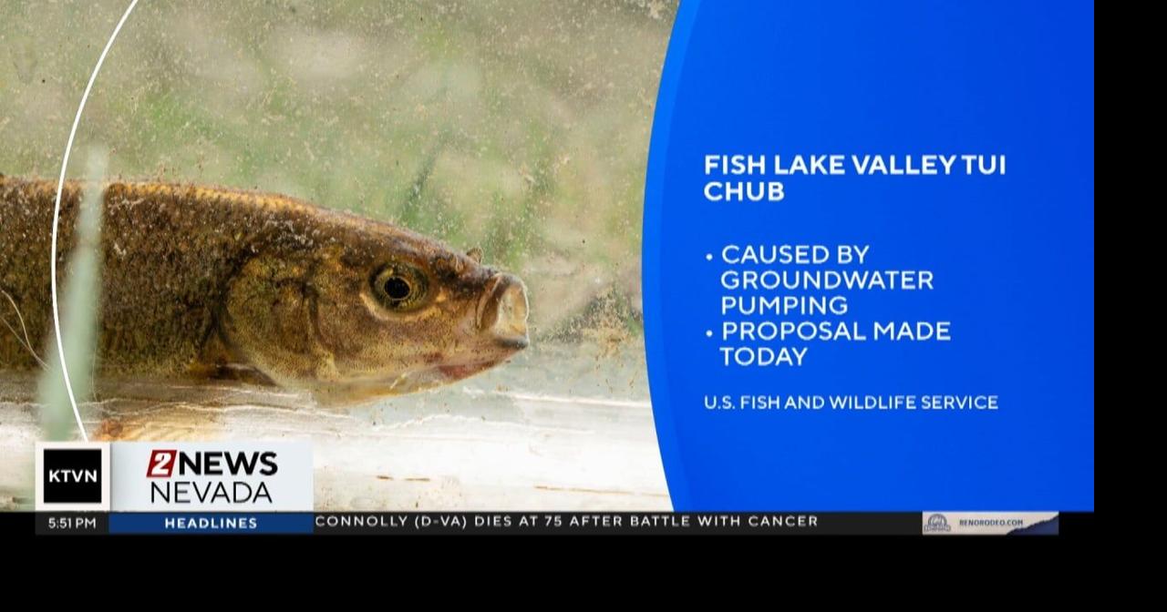 Rare olive-colored fish in Nevada nears key step toward endangered ...