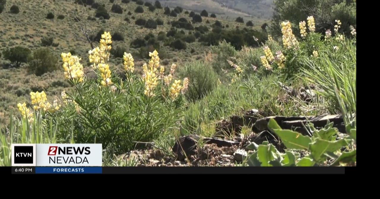 Nevada Backroads: Yellow Lews | Videos | 2news.com