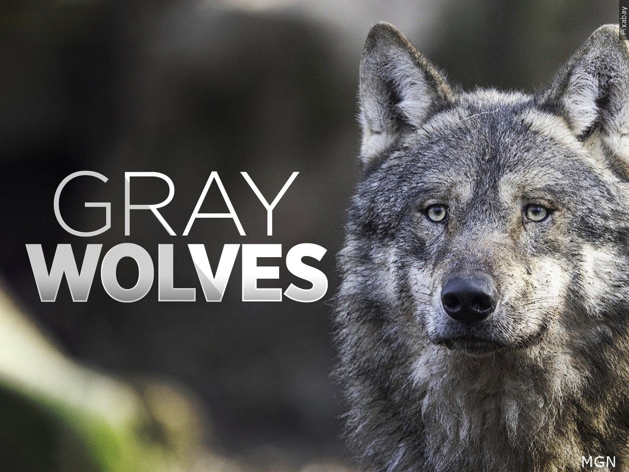Wolf attacks near homes push Lassen County Sheriff to seek state help ...