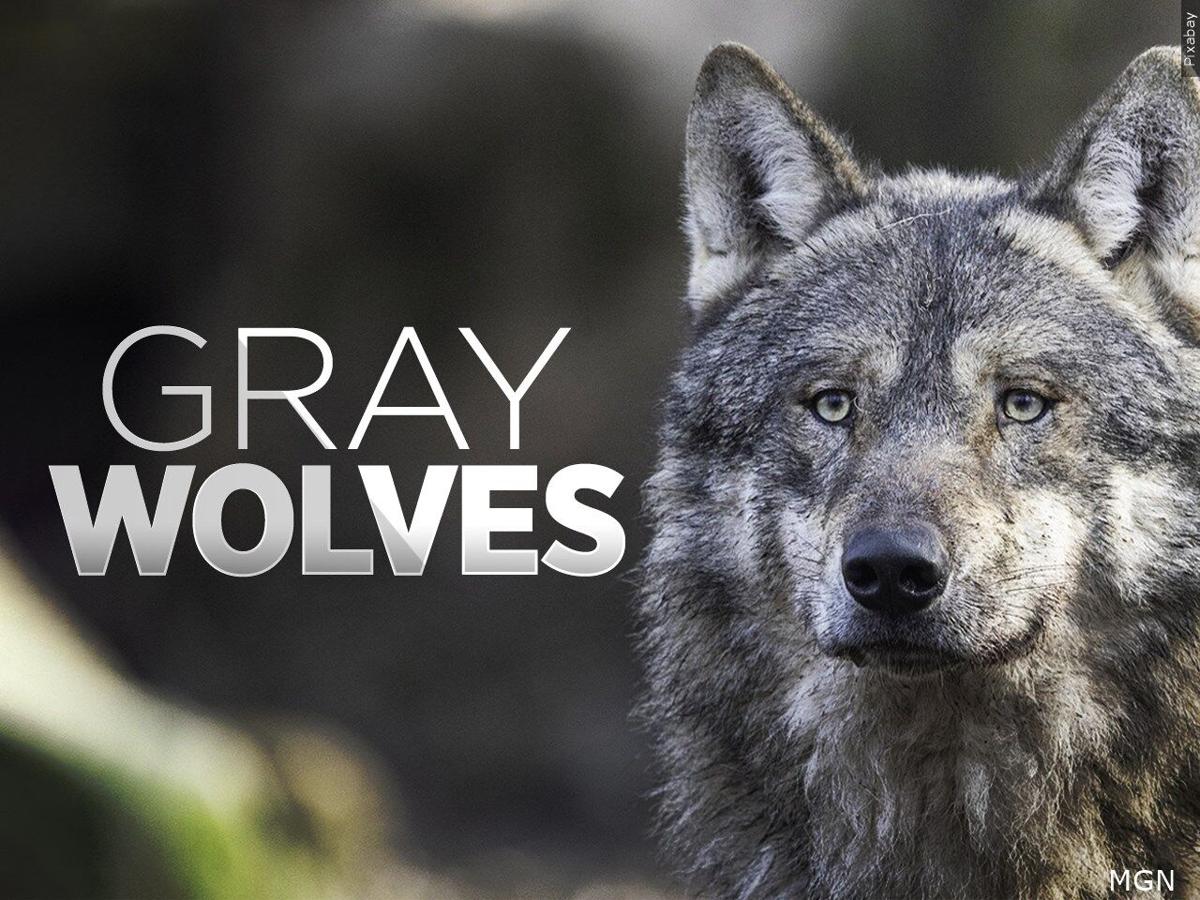 Wolf attacks near homes push Lassen County Sheriff to seek state help ...