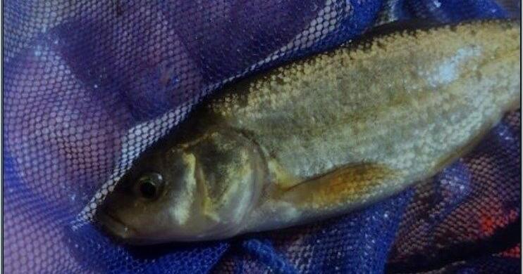 Lawsuit Launched to Protect Rare Nevada Fish, the Fish Lake Valley Tui ...