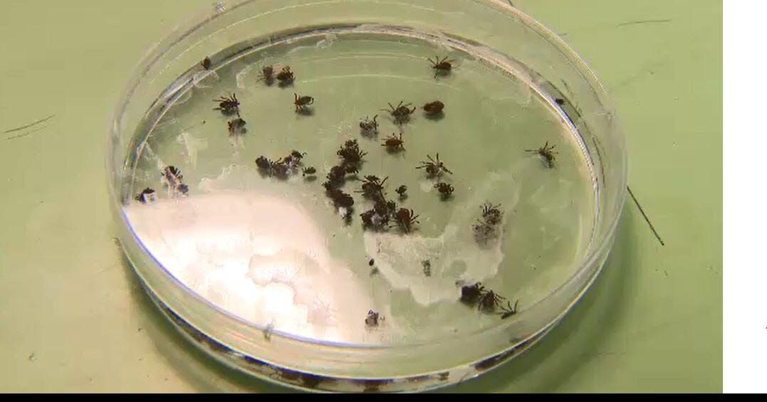 Protecting Yourself Against Ticks in Northern Nevada | | 2news.com