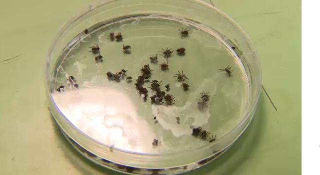 Protecting Yourself Against Ticks in Northern Nevada | | 2news.com