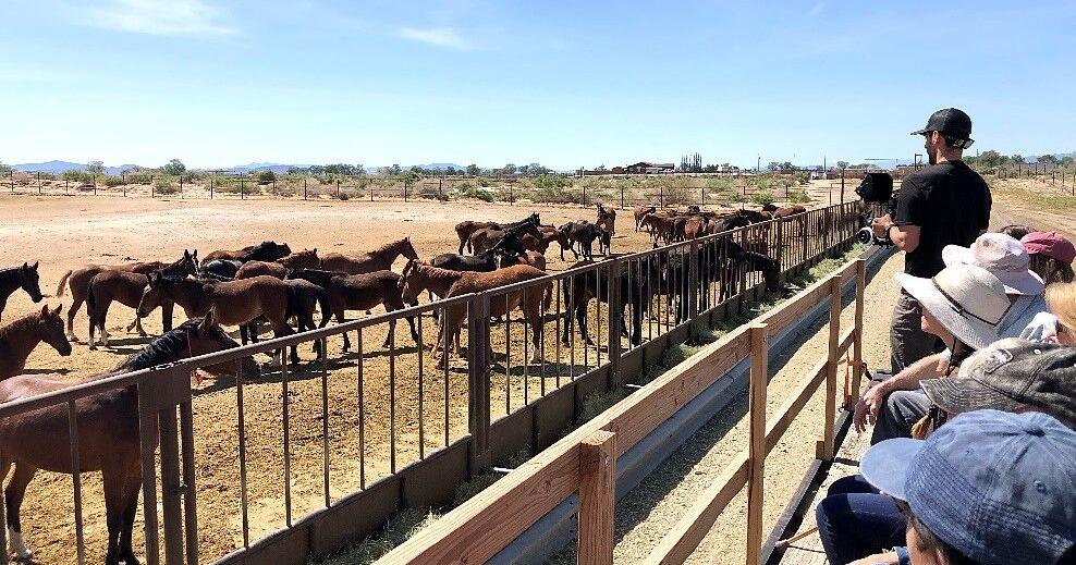 BLM offers public tour of Indian Lakes Off-Range Corrals located in ...