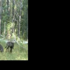 Family of Wolves Call Northern California Home | | 2news.com