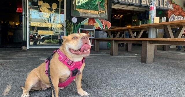 Noble Pie Parlor Brings Back Pupperoni Fries, Adds Canine “Beer” for ...