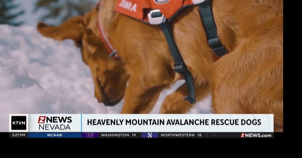 Rescue dogs are a critical resource for the ski patrol team at Heavenly ...