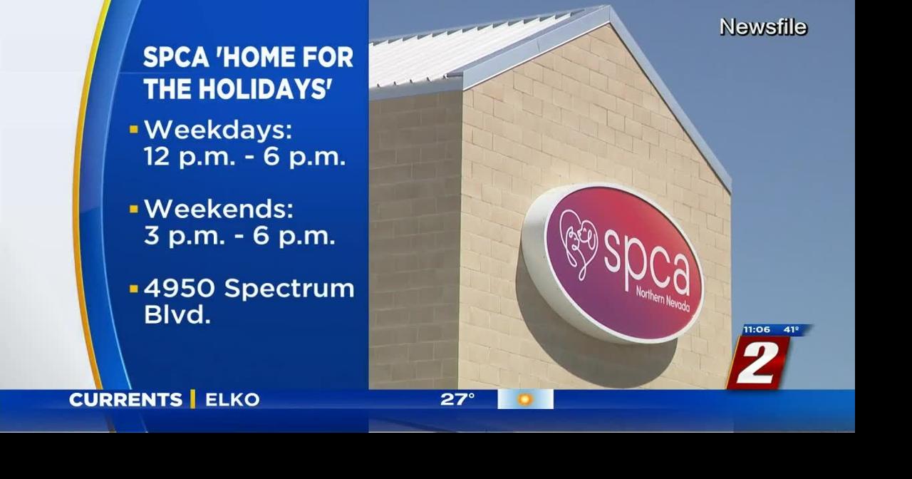 SPCA "Home for the Holidays" Promotion Offering Fee Free Dog Adoptions ...